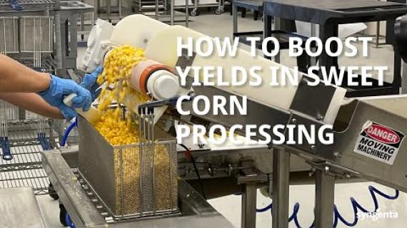 Sweet Corn (Processor) | Syngenta Vegetable Seeds US