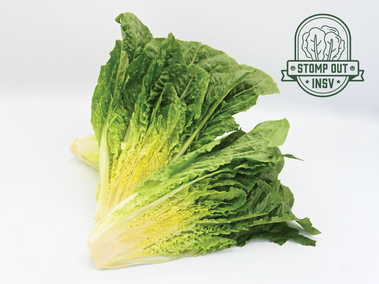 Stampede Romaine - INSV Resistant Lettuce | Syngenta Vegetable Seeds US