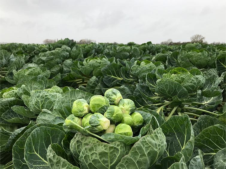 Spruitkool | Syngenta Groentezaden