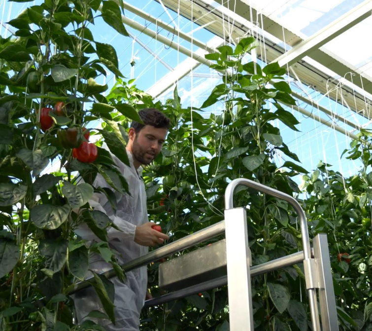 Portfolio Peppers | Syngenta Vegetable Seeds