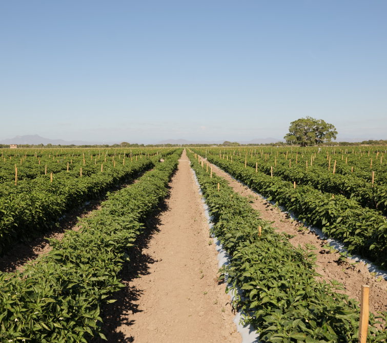 Portfolio Peppers | Syngenta Vegetable Seeds