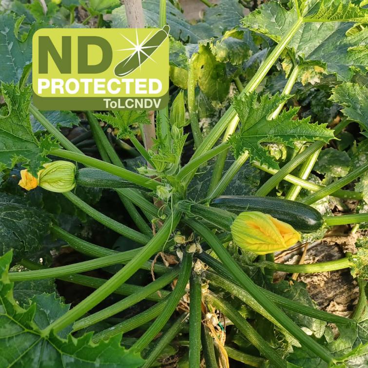 Portfolio Zucchino | Sementi Orticole Syngenta