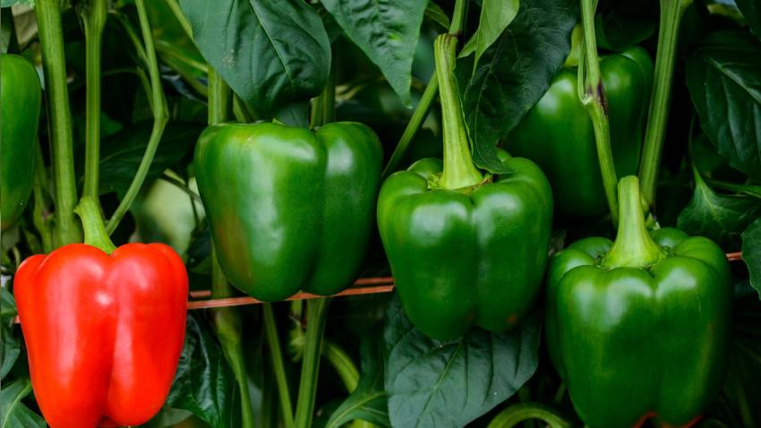 Syngenta Vegetables Peppers