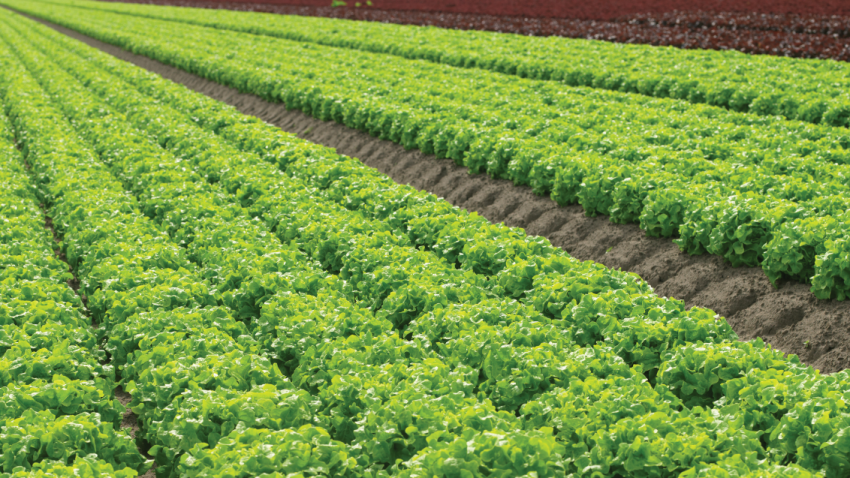 Kenya | Syngenta Vegetable Seeds Kenya