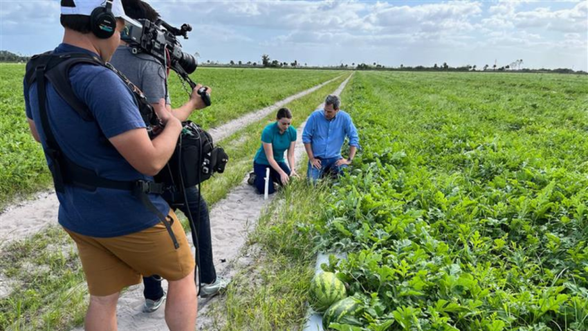 CBS Sunday Morning Features Syngenta Watermelon | Syngenta Vegetable Seeds