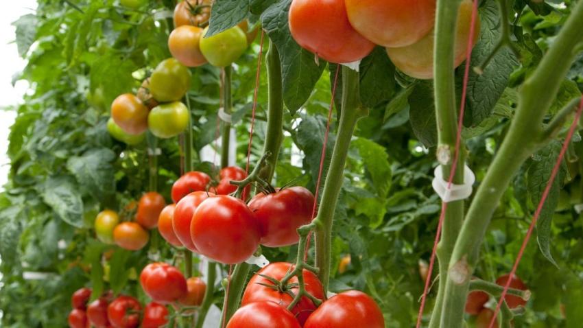Paradajz | Syngenta semena povrća