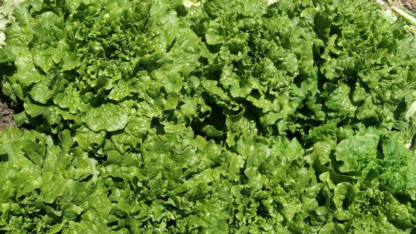 PORTFOLIO SALADES | Semences potagères Syngenta France