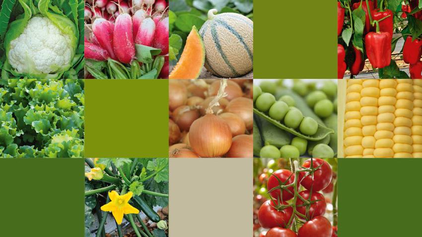 France | Semences potagères Syngenta France