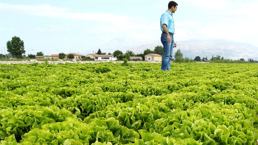 Lettuce and Leafy Vegetable Seeds | Syngenta Vegetable Seeds