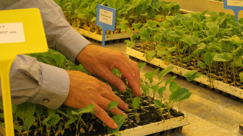 How Syngenta Breeds Resistance Traits in Vegetable Crops | Syngenta ...