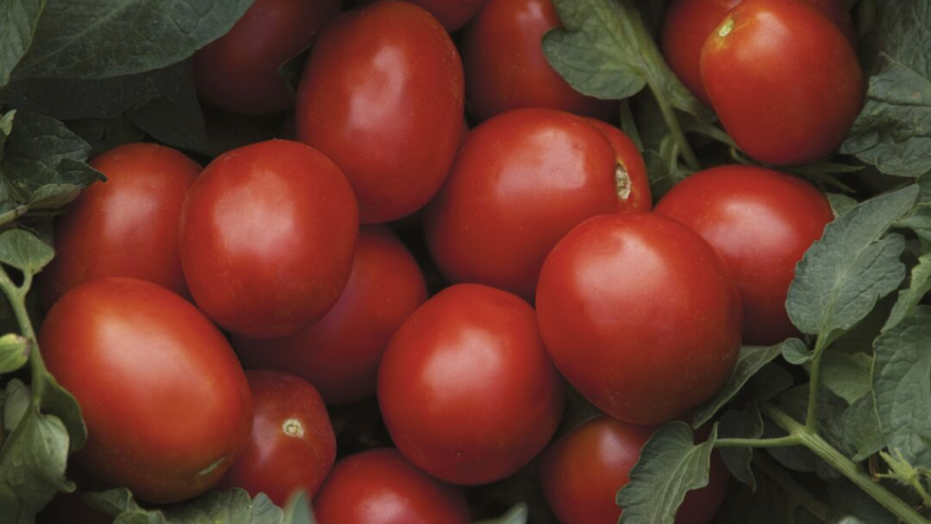 Breeding for the Dynamic Processing Tomato Market | Syngenta Vegetable ...