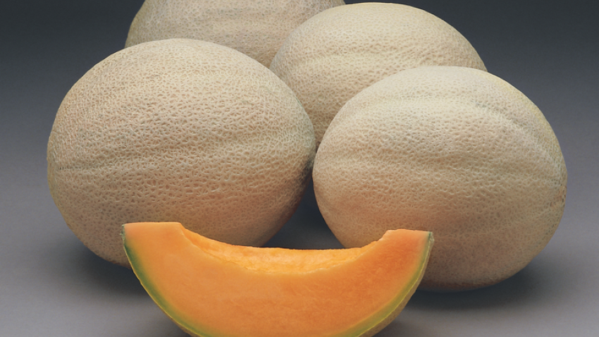 Melon | Syngenta Vegetable Seeds