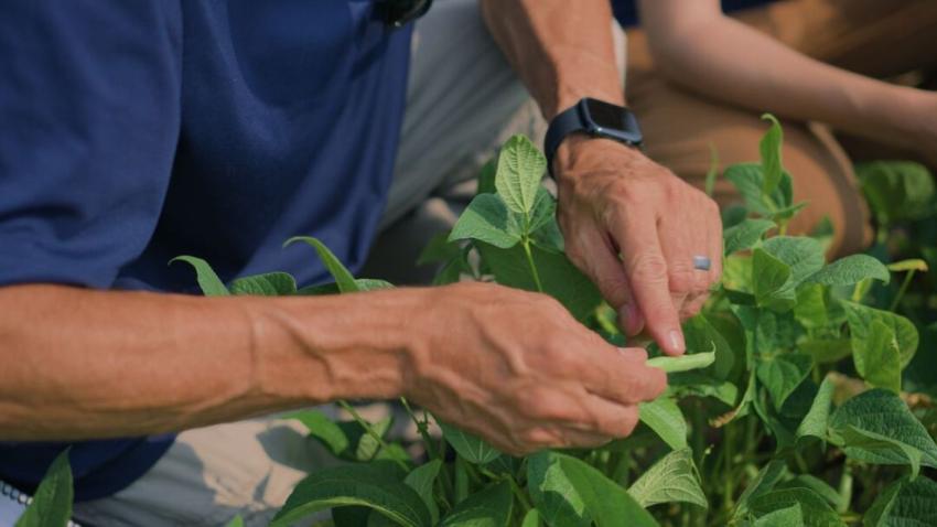 Breeding for Better Processing Beans – Freezer or Can | Syngenta ...