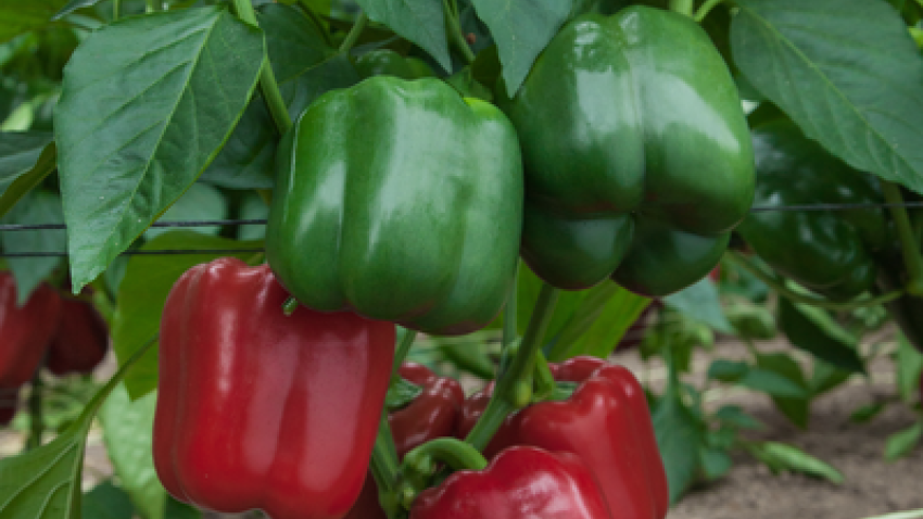 Grower-Centric Breeding Program Delivers Strong Pepper Hybrids ...